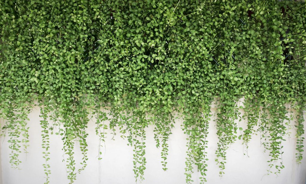 Dropping Plants with Concrete – Adecohome